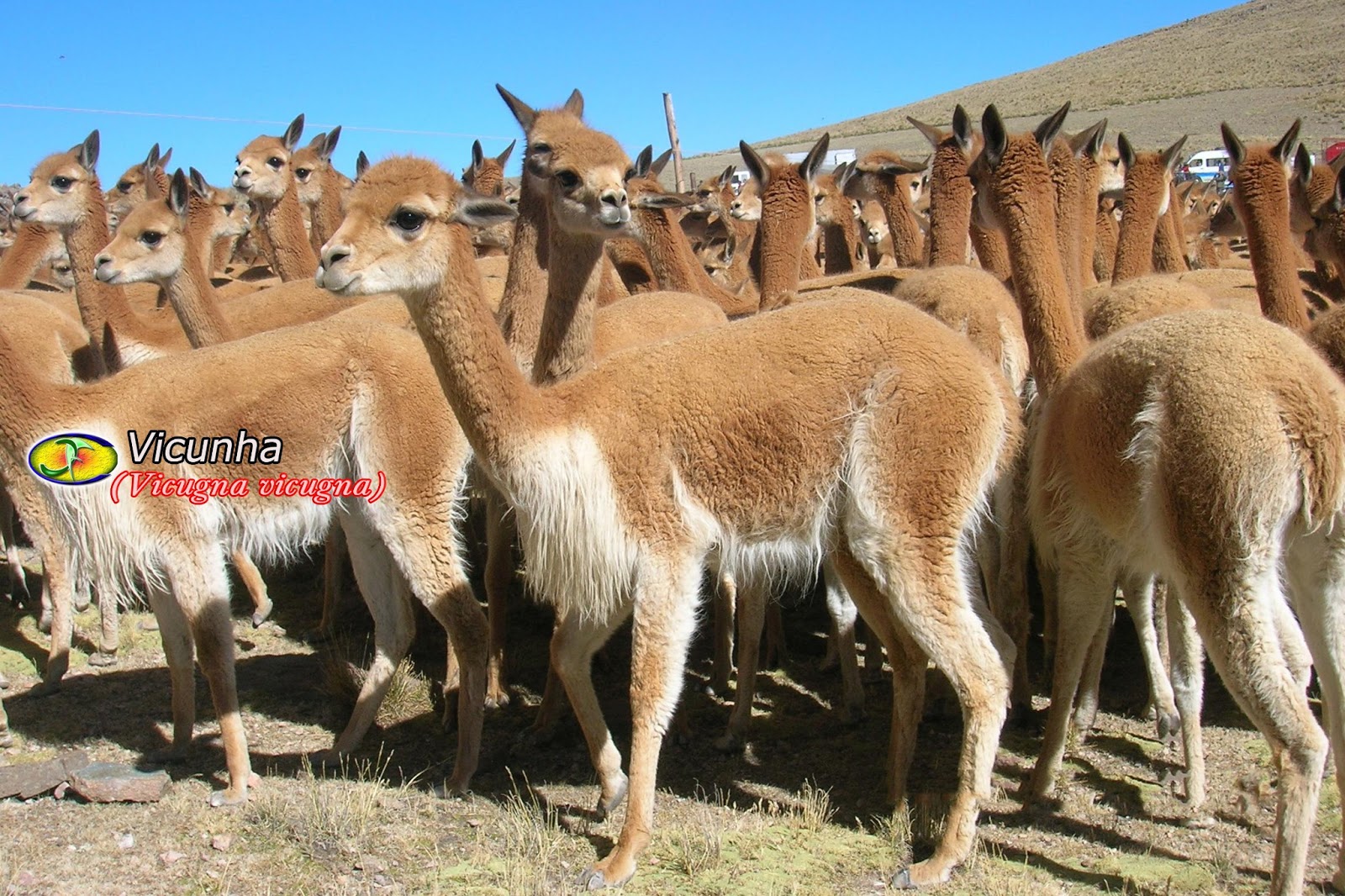 Zoologia: Vicunha (Vicugna vicugna)